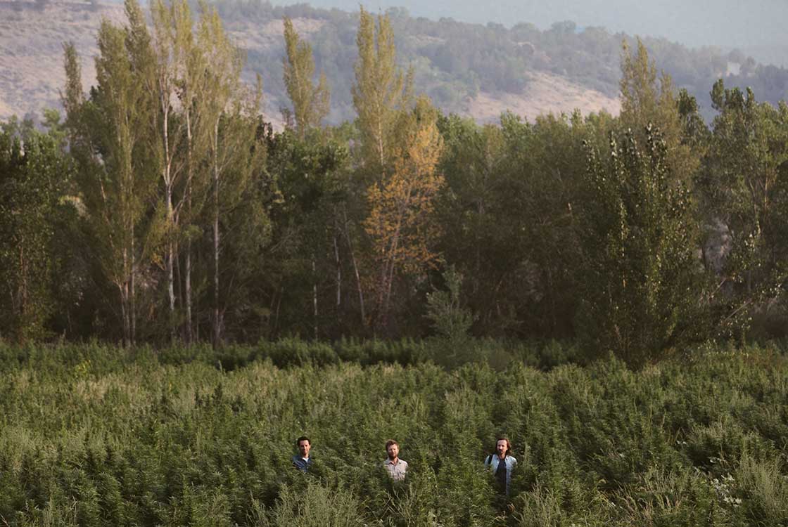 Colorado Hemp Oil | Why Colorado Hemp Is The Best – Ned